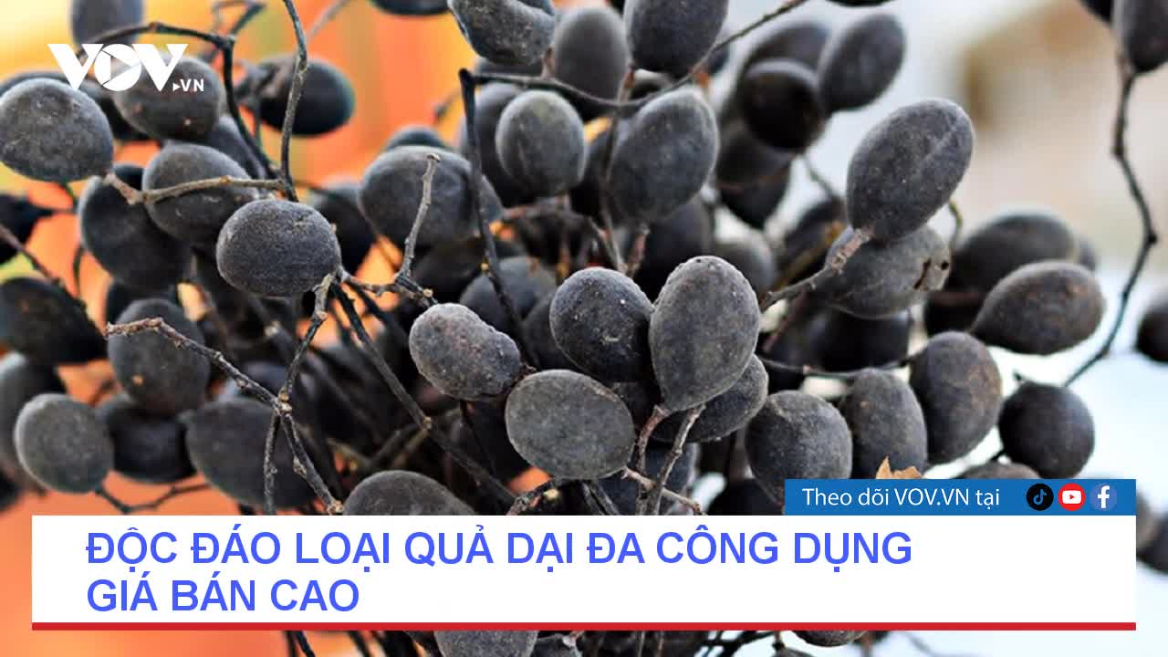 Trái cây rừng thơm ngon có vị thuốc bổ giá nửa triệu đồng mỗi kg ...