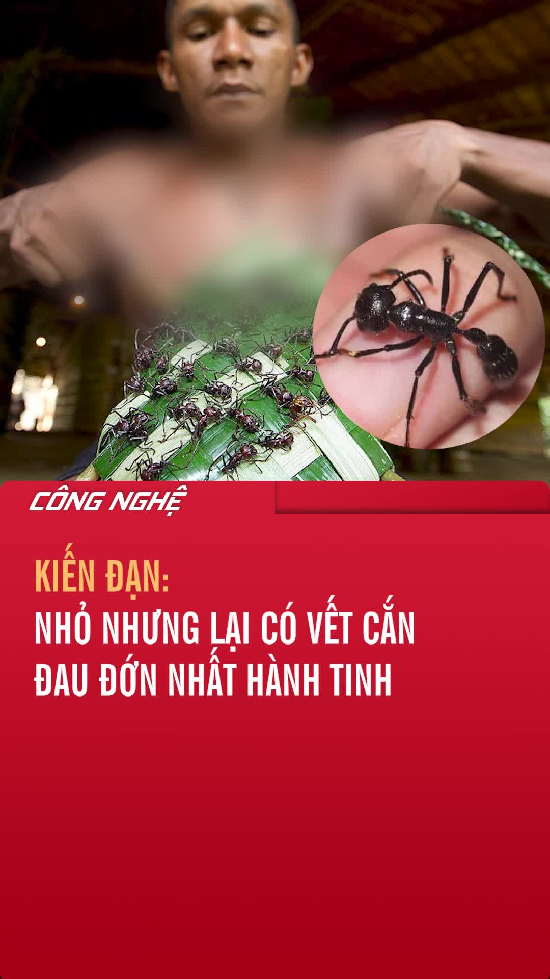 Kiến đạn: Loài côn trùng nhỏ nhưng lại có vết cắn đau đớn nhất hành ...