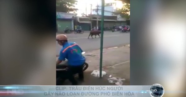 Clip: Trâu điên húc người gây náo loạn đường phố Biên Hòa